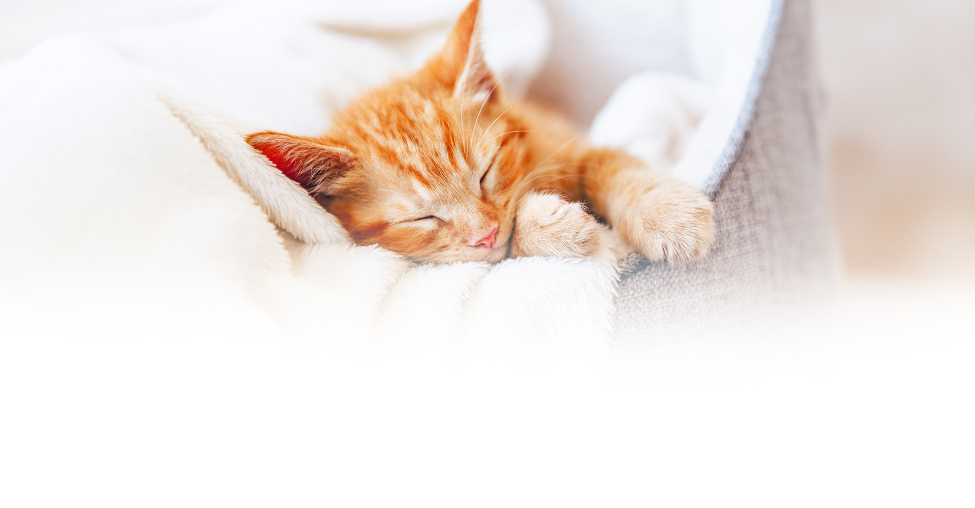 Insomnia Therapy - Sleep should be this easy. - Careica Health